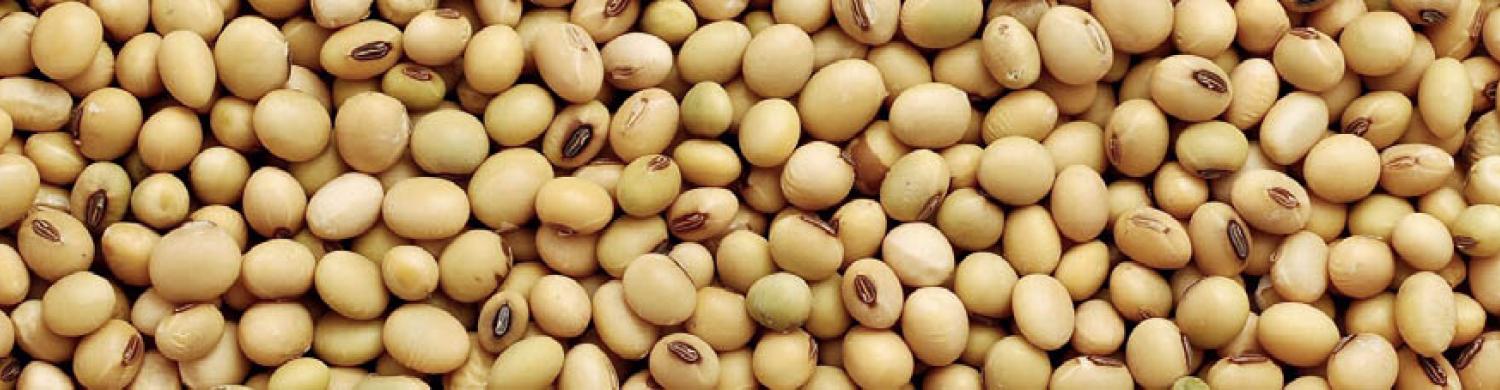 Infographie des lécithines | Nutri Pro